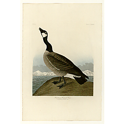 Audubon's Birds of America | Digital Pitt